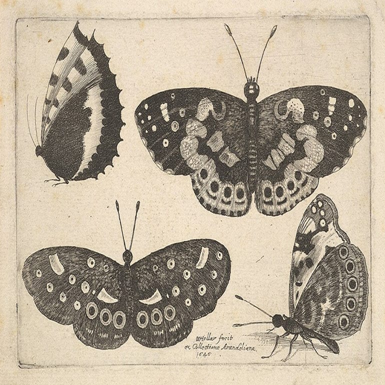 Botanique Collection - Brighton