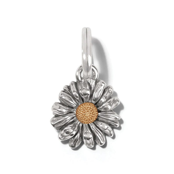 Daisy Dee Charm - Brighton